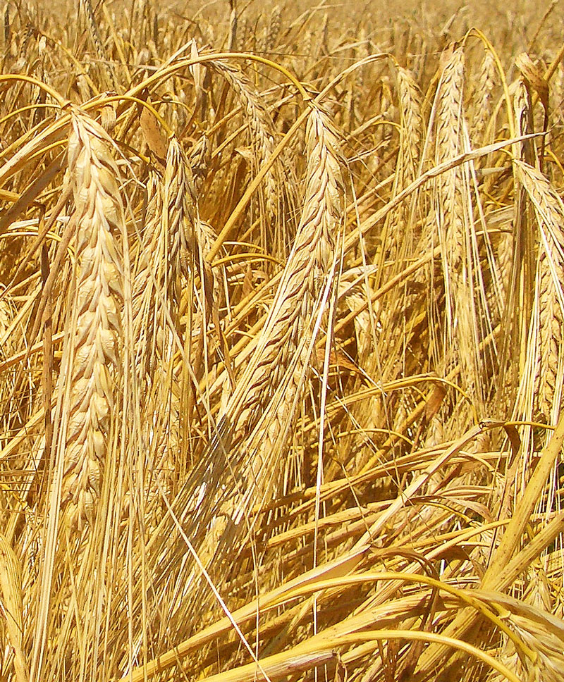 lw-heute.de – Landwirte in Hessen erwarten unterdurchschnittliche ... lw-heute.de – Landwirte in Hessen erwarten unterdurchschnittliche ...